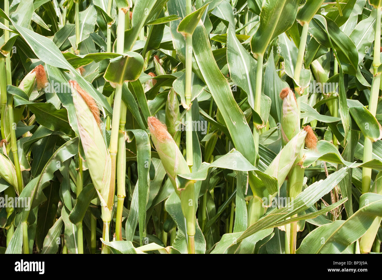 A maturing corn field in Arizona Stock Photo - Alamy