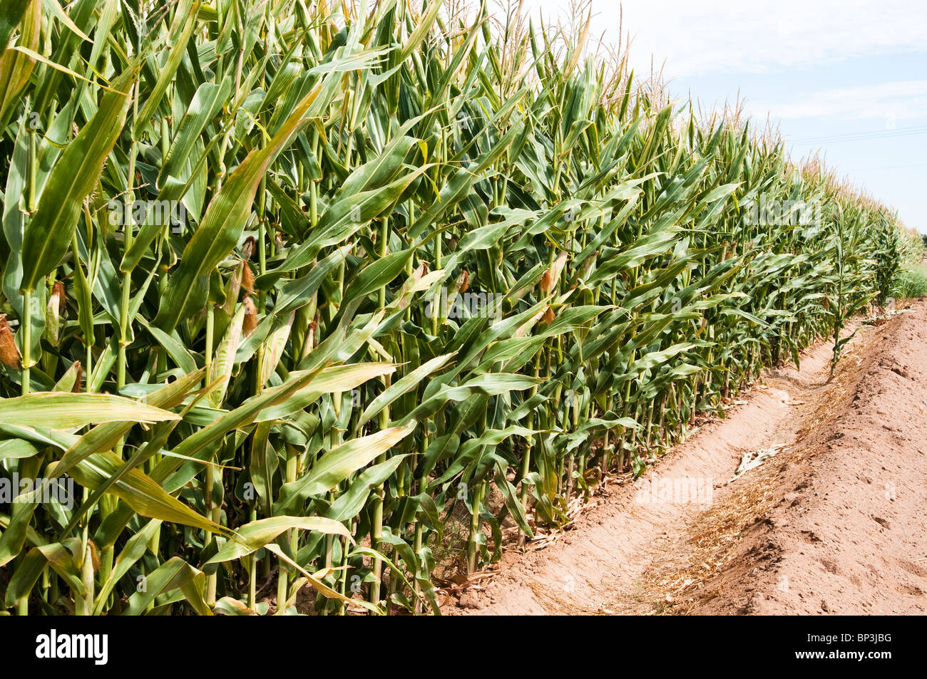 Rows of corn stalks hi-res stock photography and images - Alamy