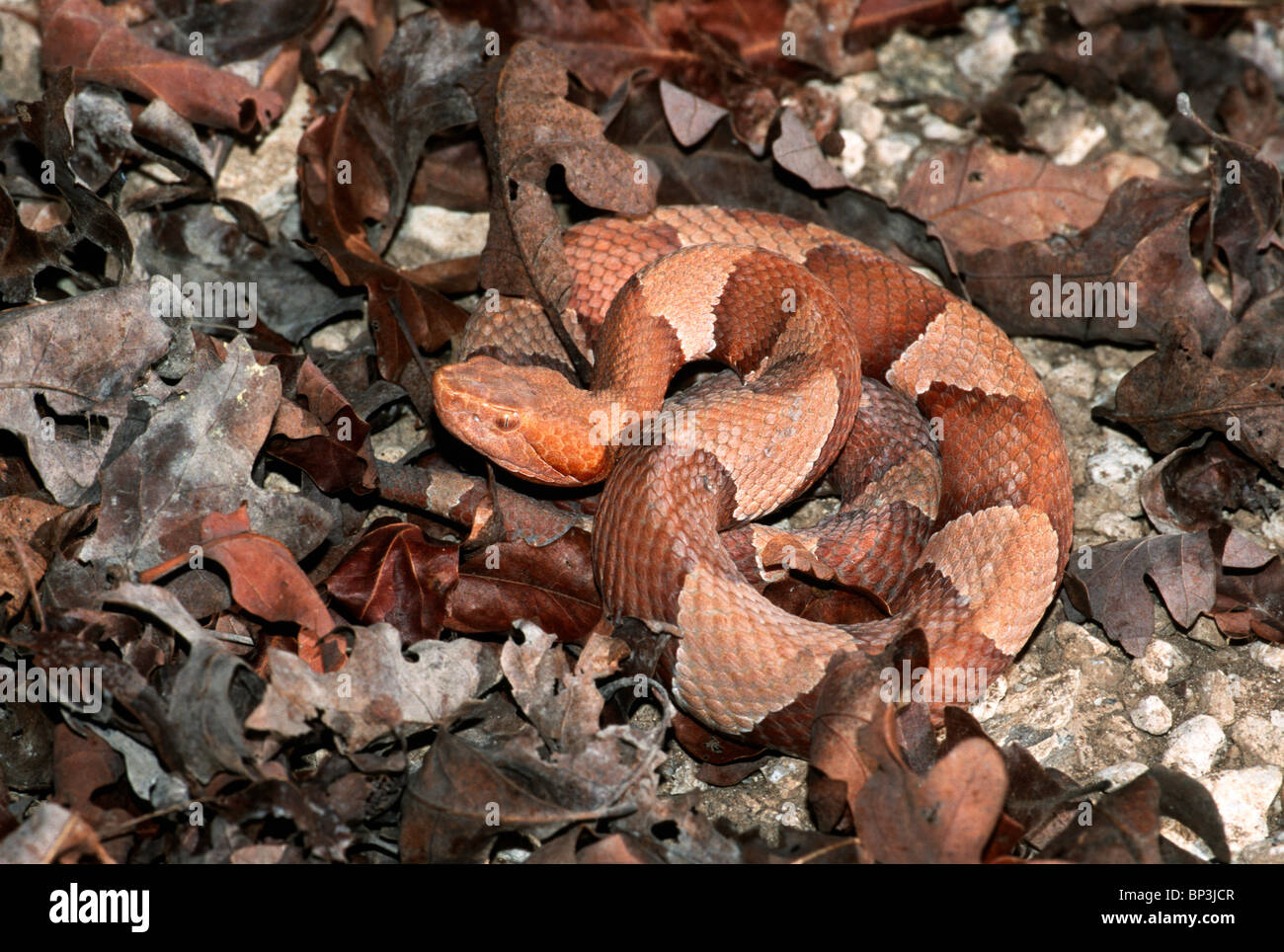 Copperhead snake coil hi-res stock photography and images - Alamy