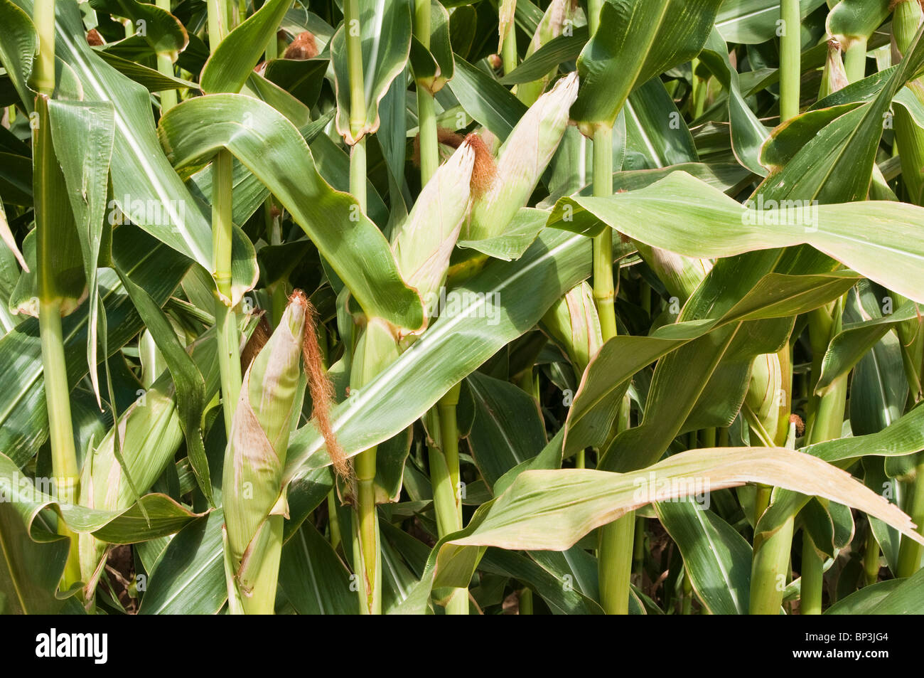 A maturing corn field in Arizona Stock Photo - Alamy