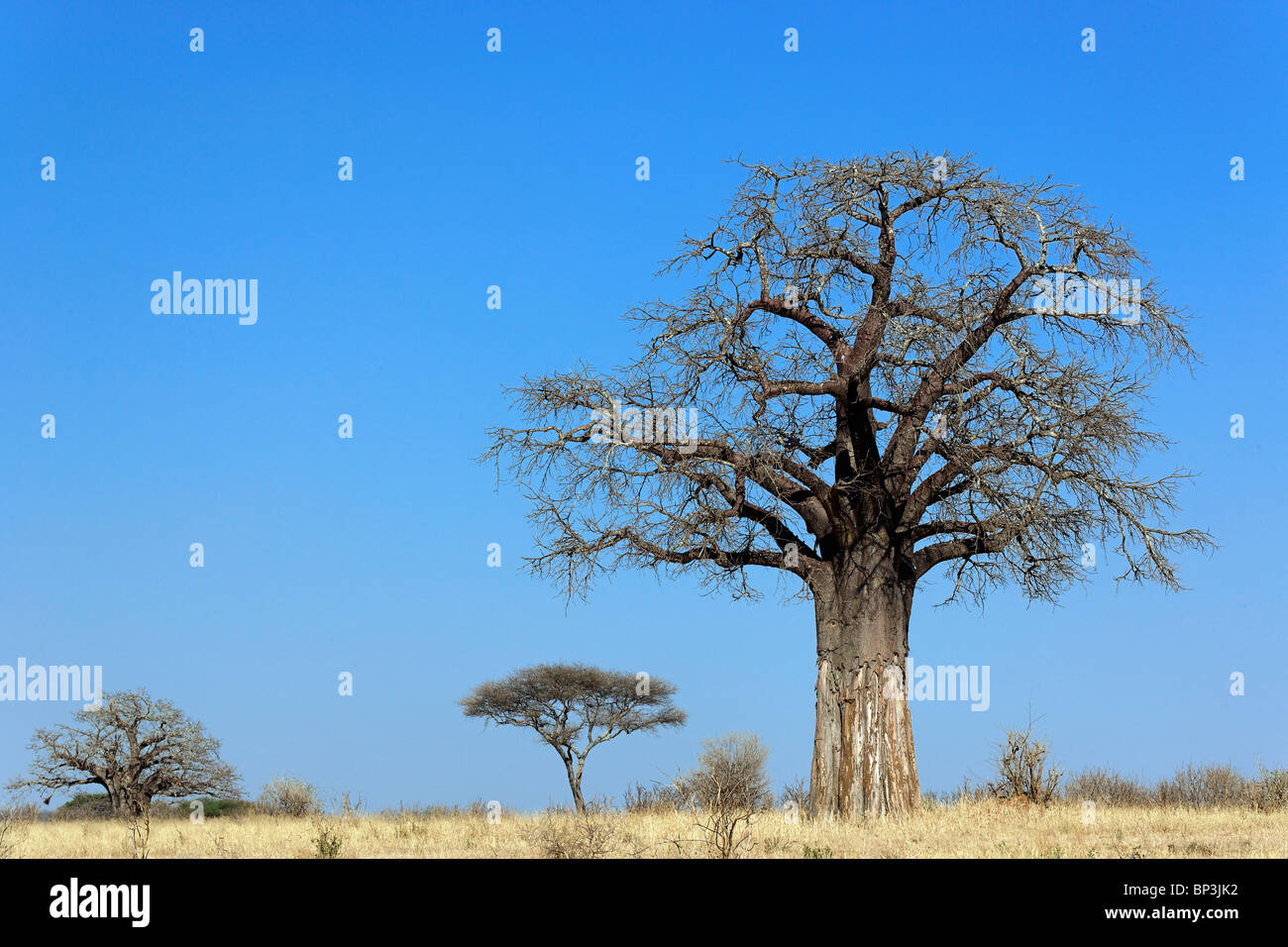 African baobab tree, Adansonia digitata, Tarangire National Park ...