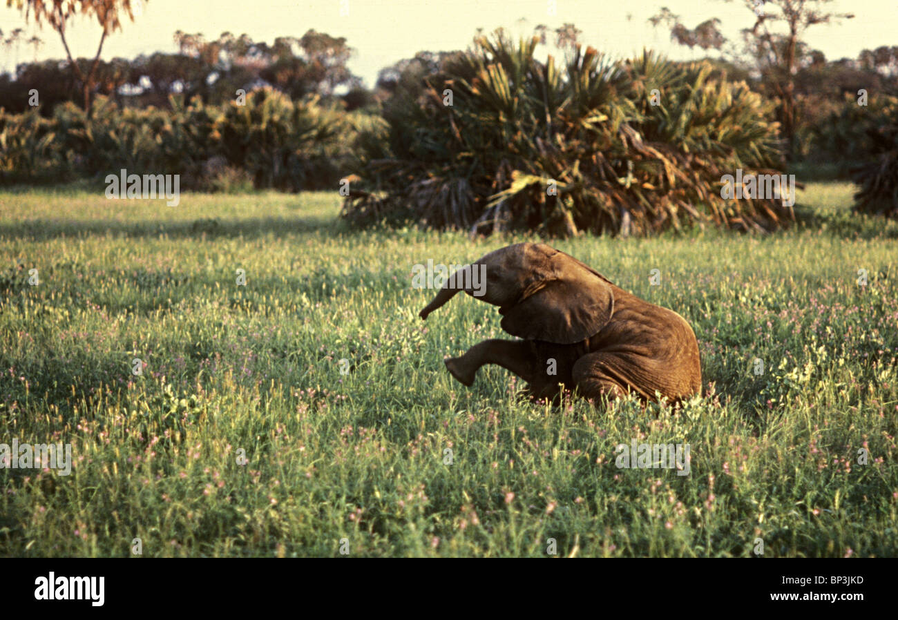 Very small elephant calf only a few days struggles to get to its feet ...