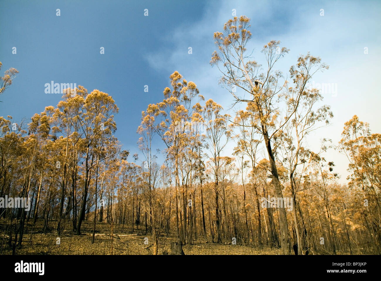 Aftermath of a bushfire, dead and blackened trees Stock Photo - Alamy