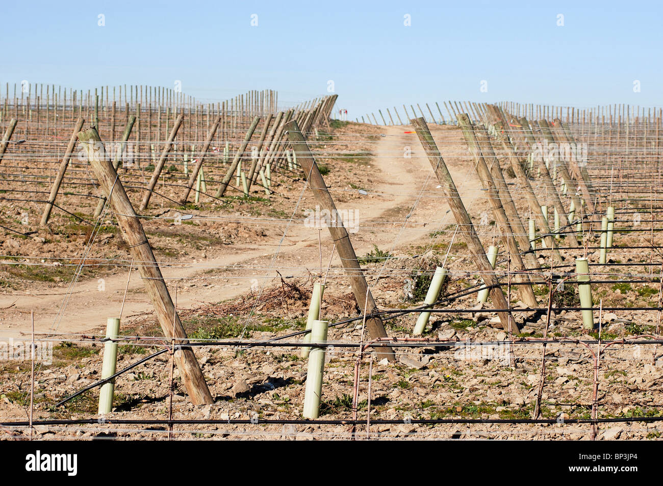 New vineyards with training and irrigation system, Alentejo, Portugal ...