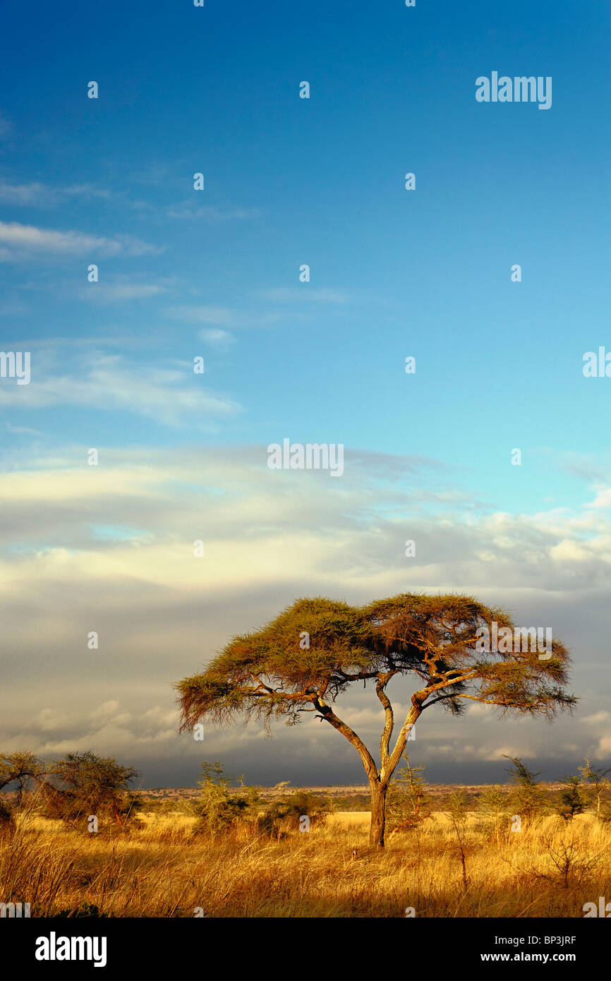 Umbrella Thorn Acacia, Acacia tortilis, Tarangire National Park ...