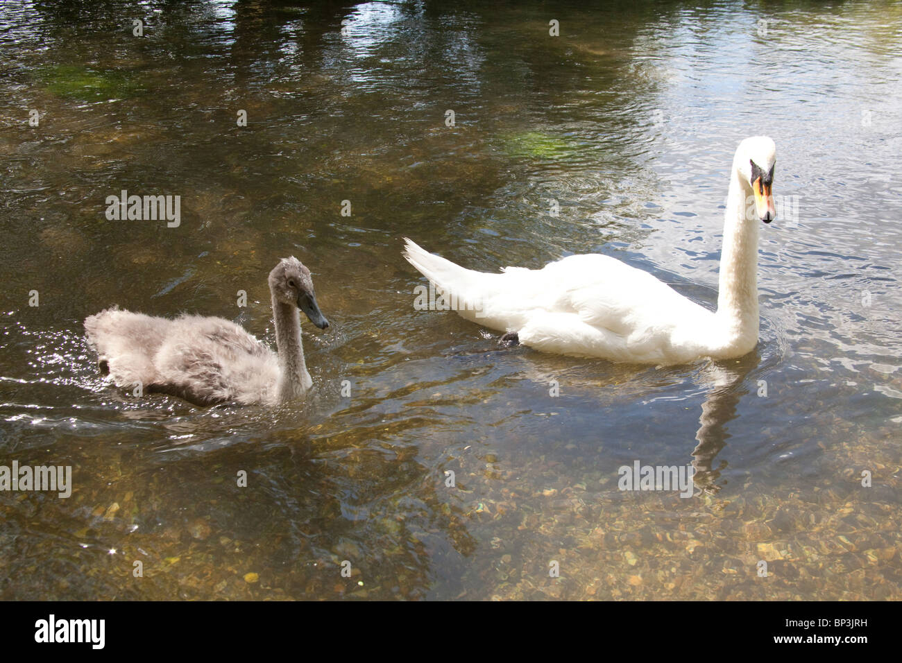Swans and cygnets on the river Alre, Alresford, Hampshire England Stock ...