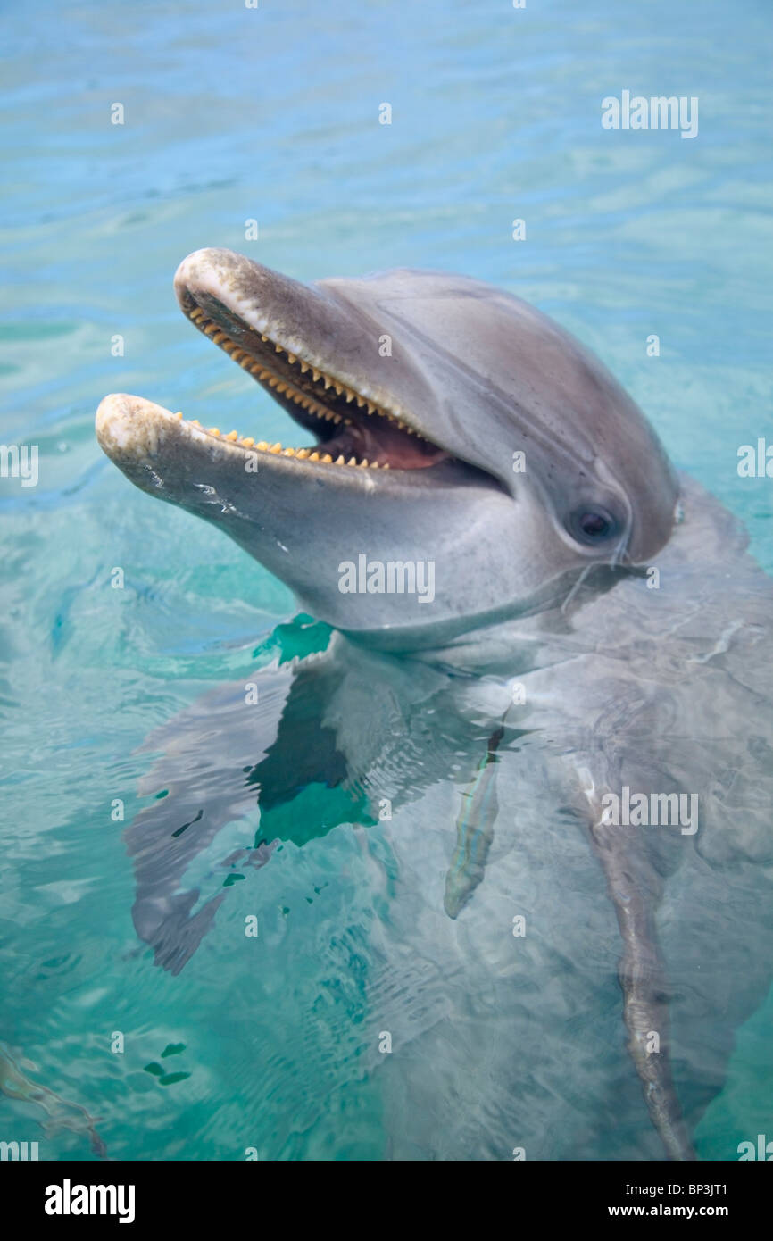 Roatan, Bay Islands, Honduras; A Bottlenose Dolphin (Tursiops Truncatus ...
