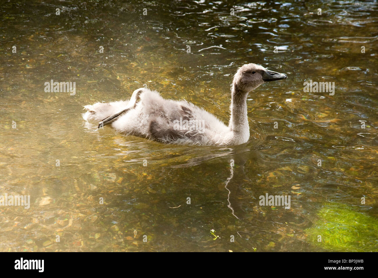 Swans and cygnets on the river Alre, Alresford, Hampshire England Stock ...