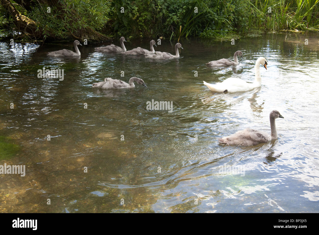 Swans and cygnets on the river Alre, Alresford, Hampshire England Stock ...