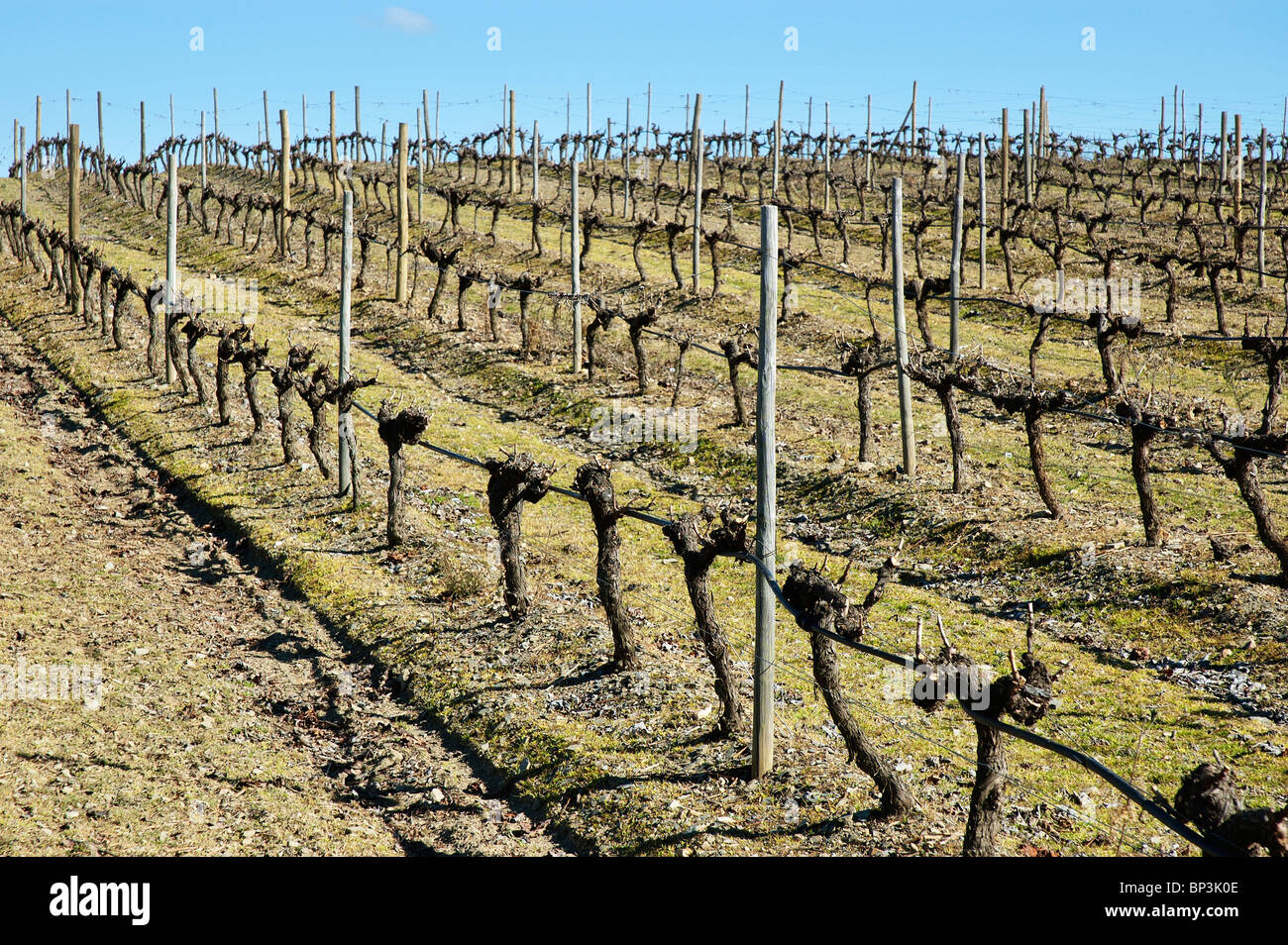 Vineyards pruned in the winter season, Alentejo, Portugal Stock Photo ...