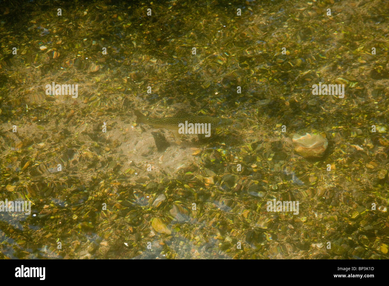 Hampshire chalk stream fishing hi-res stock photography and images - Alamy