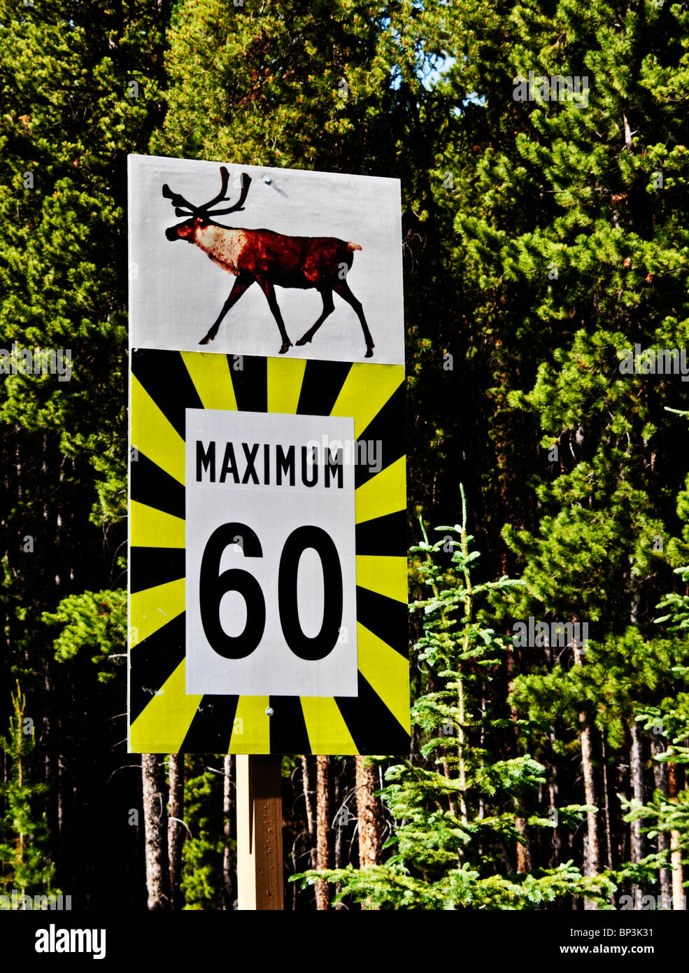 traffic sign with speed limit showing caribou, Canada Stock Photo - Alamy