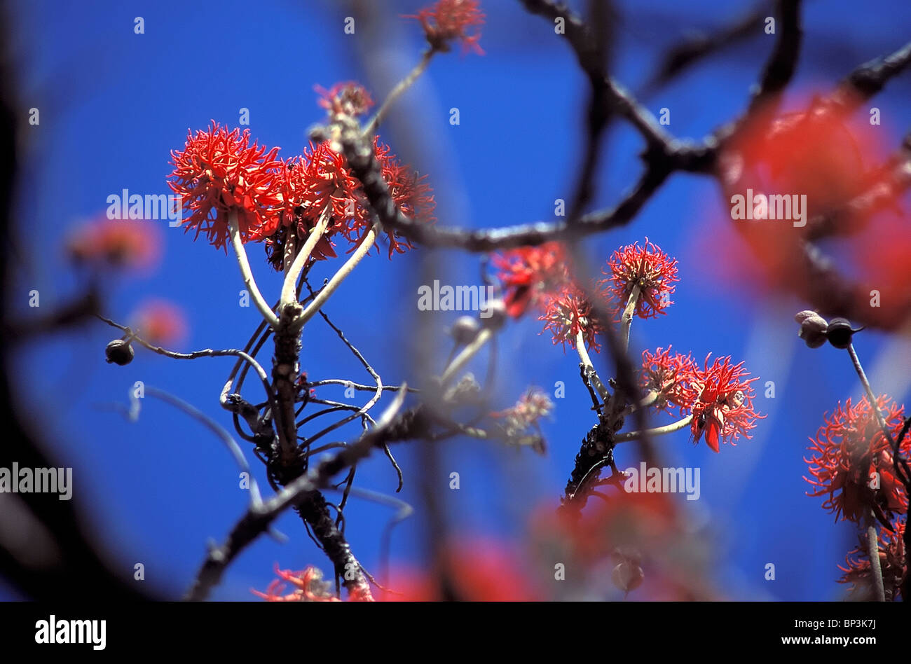 Royal Poinciana or Flamboyant, Harare, Zimbabwe Stock Photo - Alamy