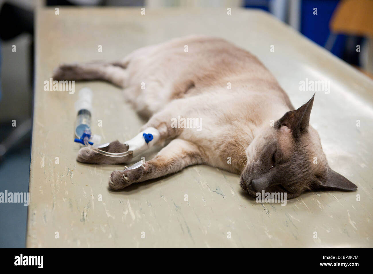 Veterinary drug hi-res stock photography and images - Alamy