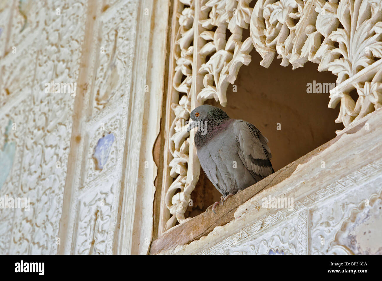 Pigeon roosting, Amber Fort, Jaipur, India Stock Photo - Alamy