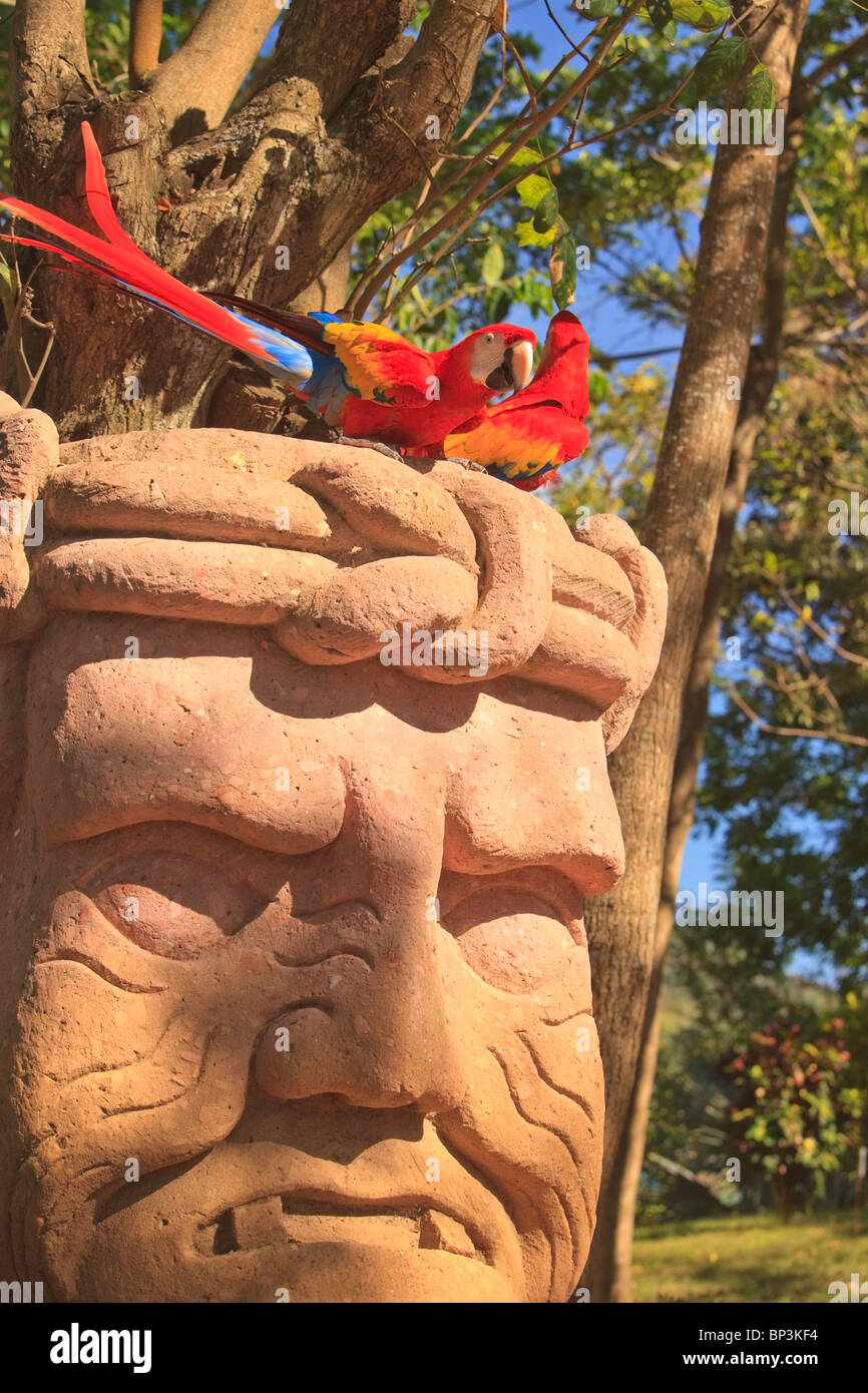 Roatan, Bay Islands, Honduras; Scarlet Macaws In The Rehab Center ...