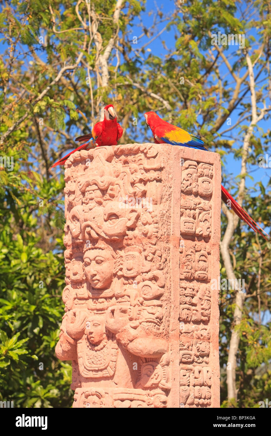 Roatan, Bay Islands, Honduras; Scarlet Macaws In The Rehab Center ...