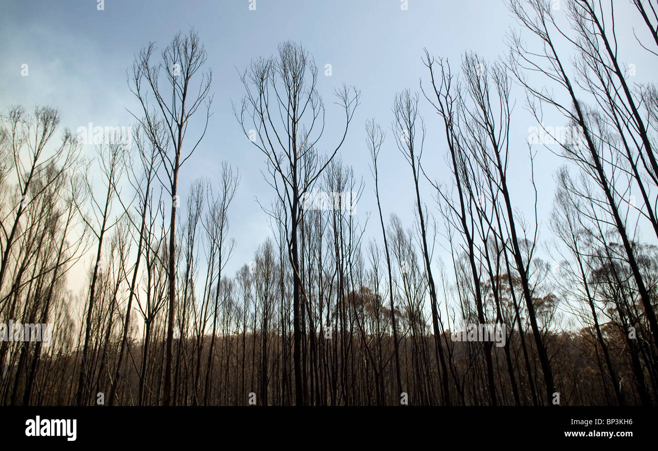 Aftermath of a bushfire, dead and blackened trees Stock Photo - Alamy