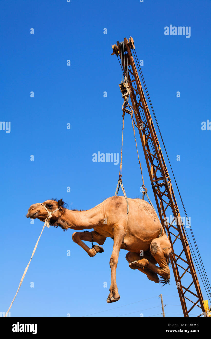 Turkmenistan - Ashgabat - Sunday Market - Camel being hoisted into the ...