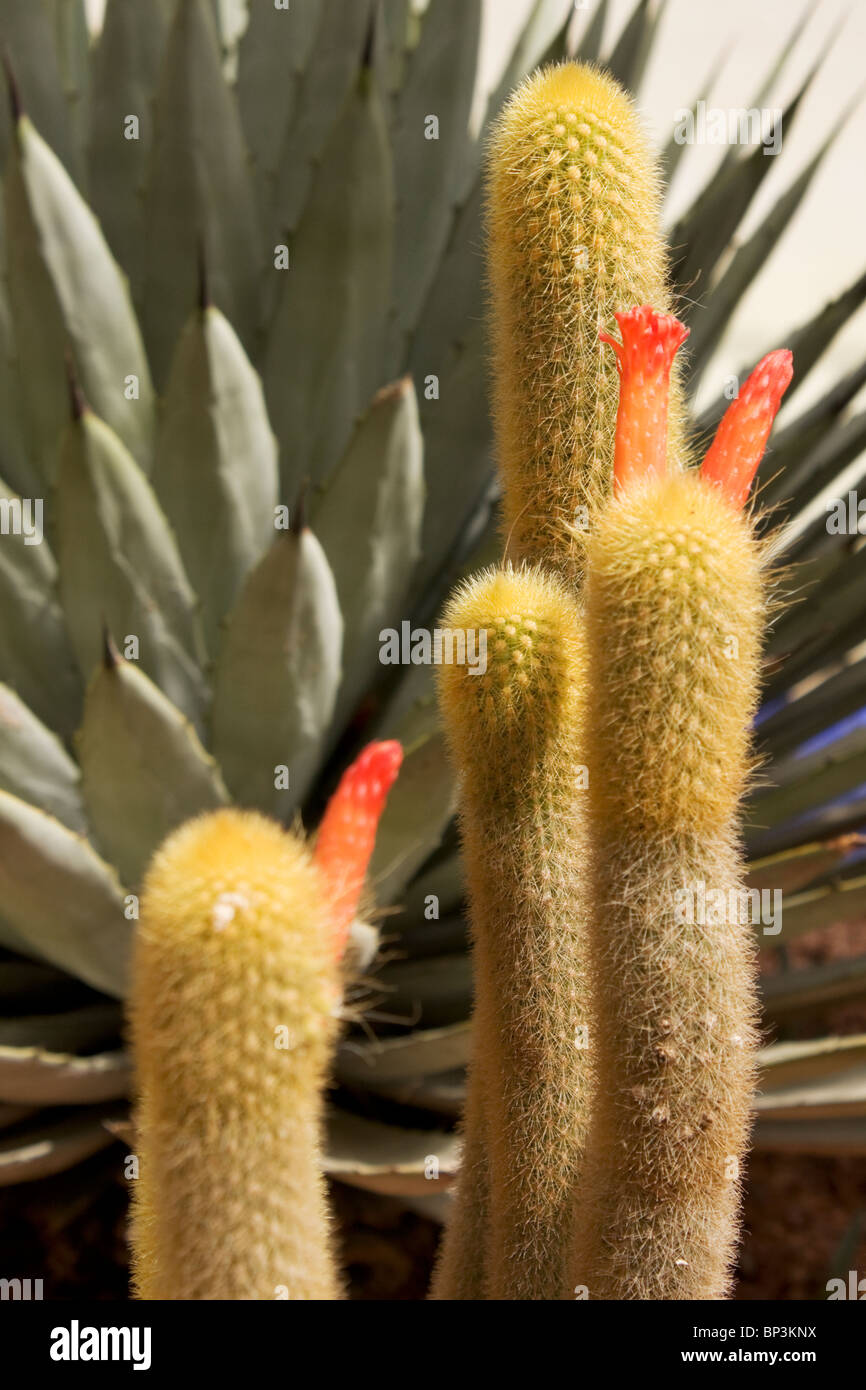 Marrakech cactus hi-res stock photography and images - Alamy