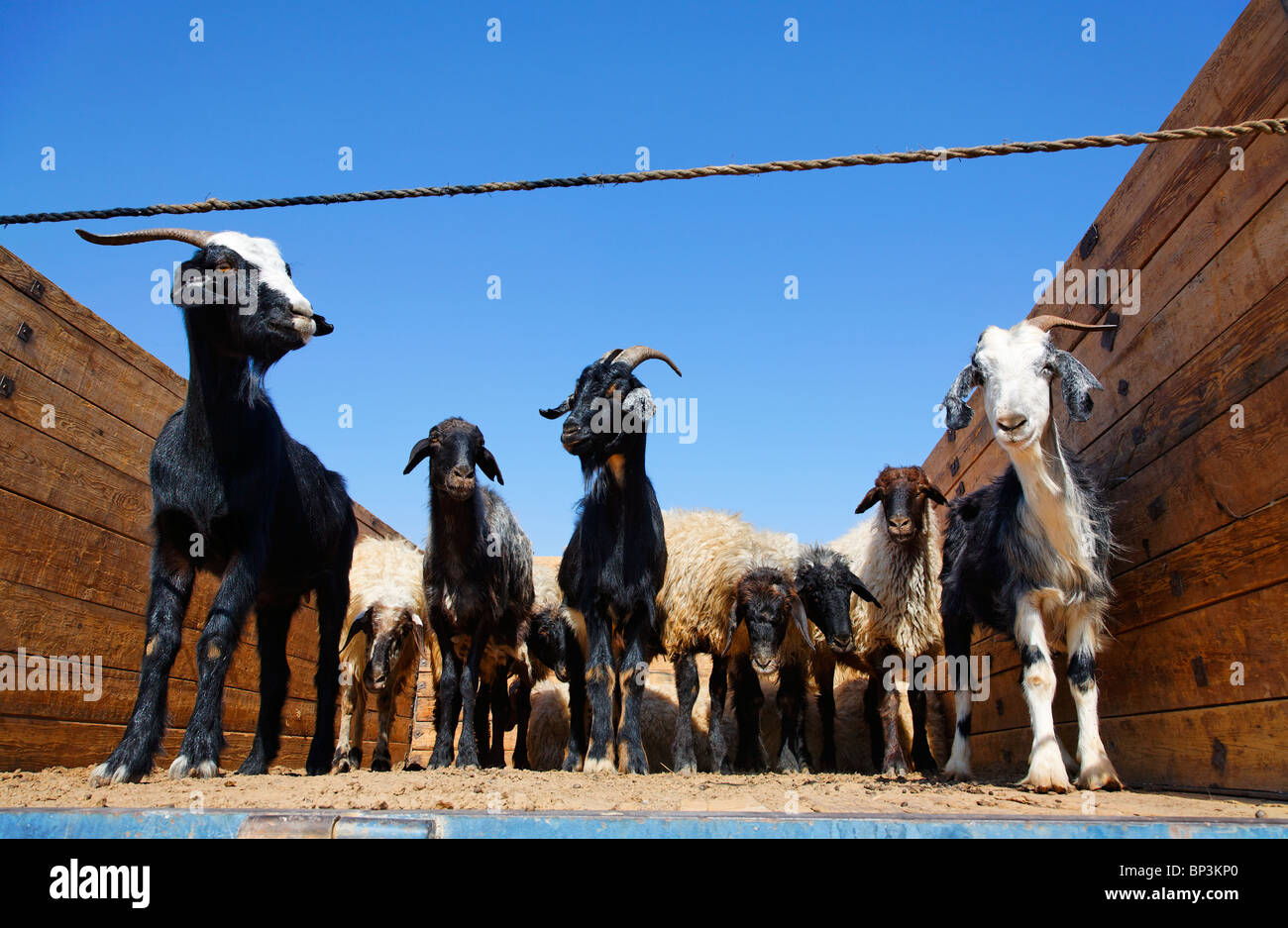 Goat truck hi-res stock photography and images - Alamy