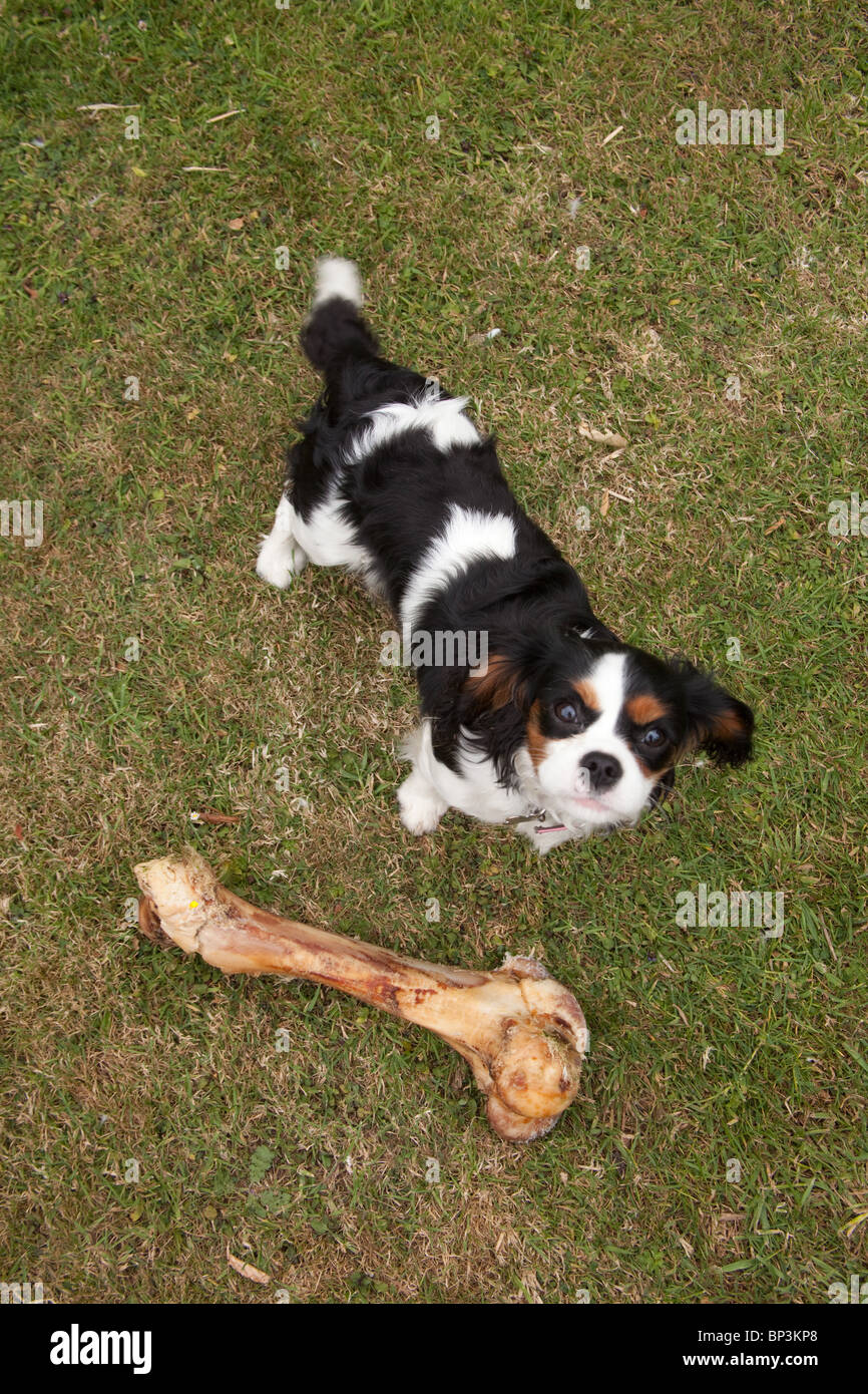 Large Dog Bone High Resolution Stock Photography and Images - Alamy