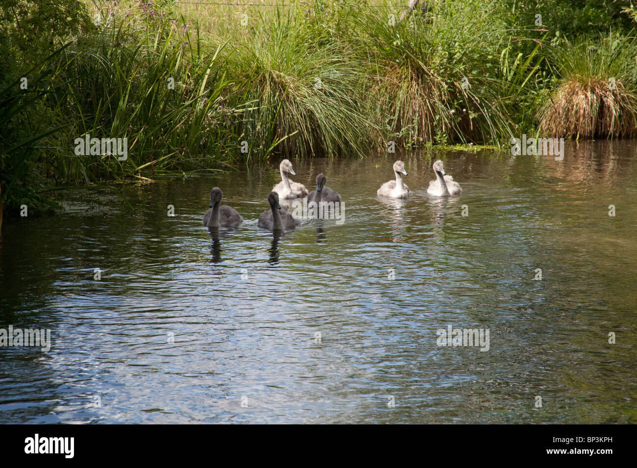 Swans and cygnets on the river Alre, Alresford, Hampshire England Stock ...