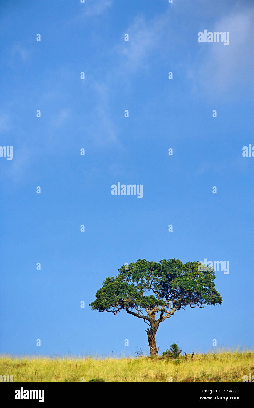 Sausage Tree, Kigelia pinnata; Serengeti National Park, Tanzania ...