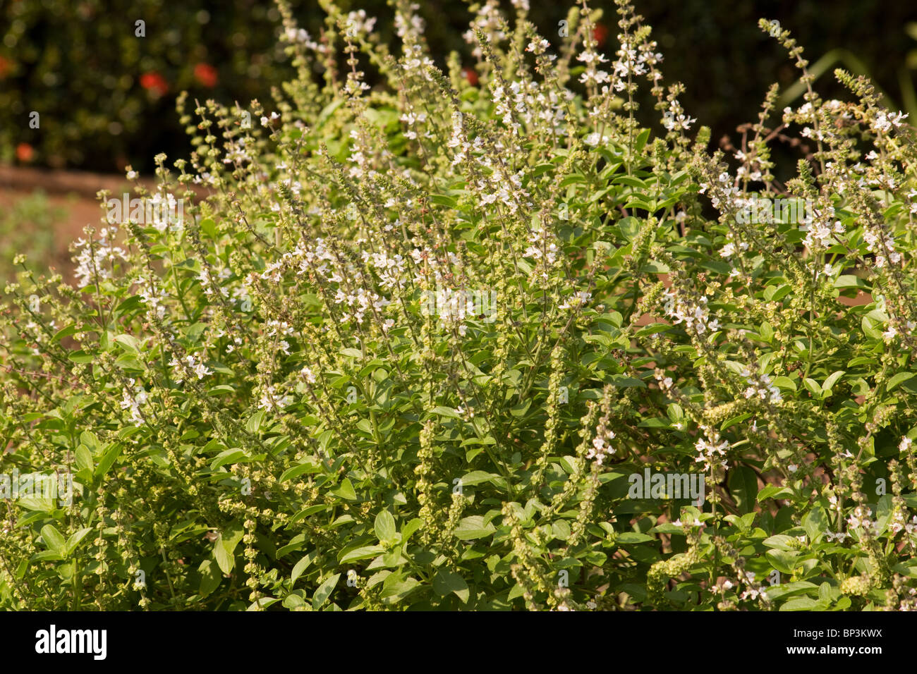 Basil plant in bloom in herbal garden Stock Photo - Alamy
