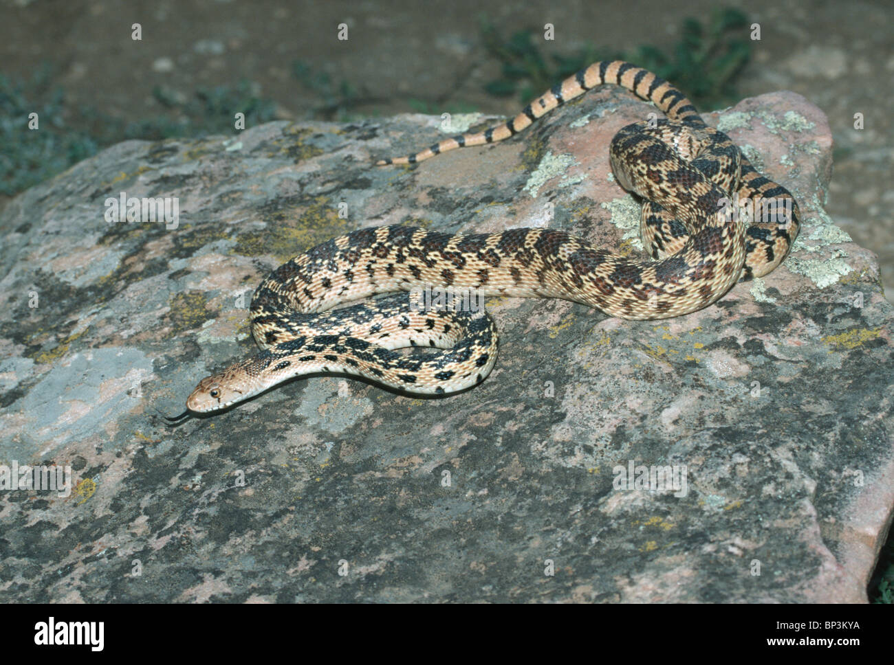 Yellow gopher snake hi-res stock photography and images - Alamy