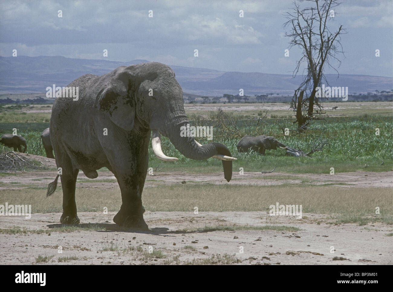 Mature old bull male elephant resting with his trunk on one of his ...