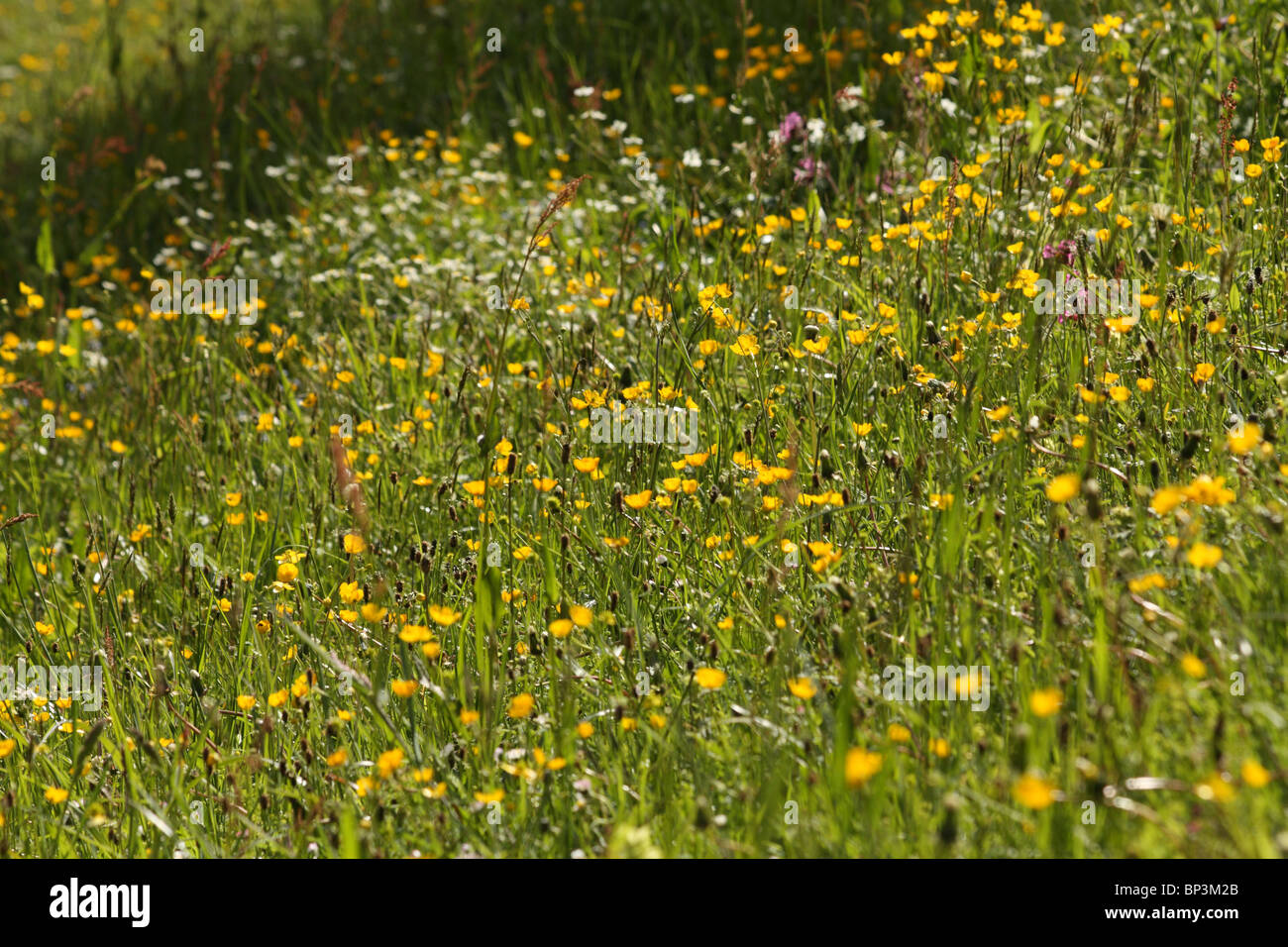 Alpine flowers hi-res stock photography and images - Alamy
