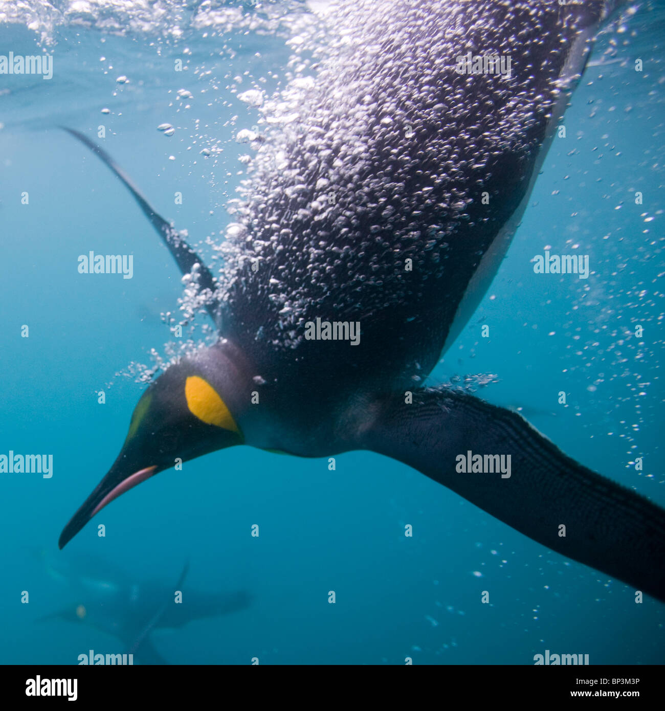 King Penguins Swimming Underwater High Resolution Stock Photography and ...