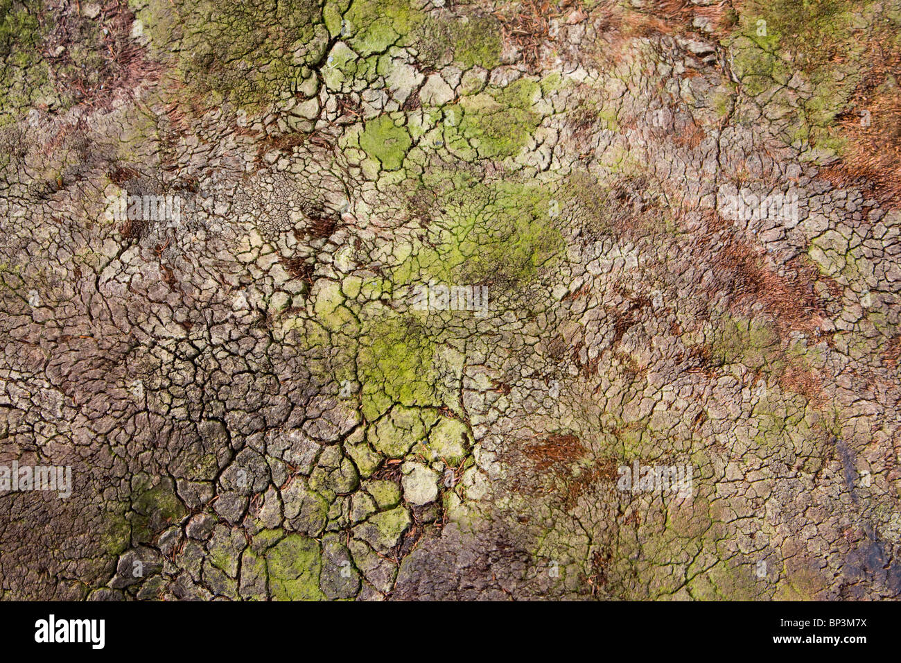 Antarctica, South Georgia Island , Macro detail of patterns in moss ...