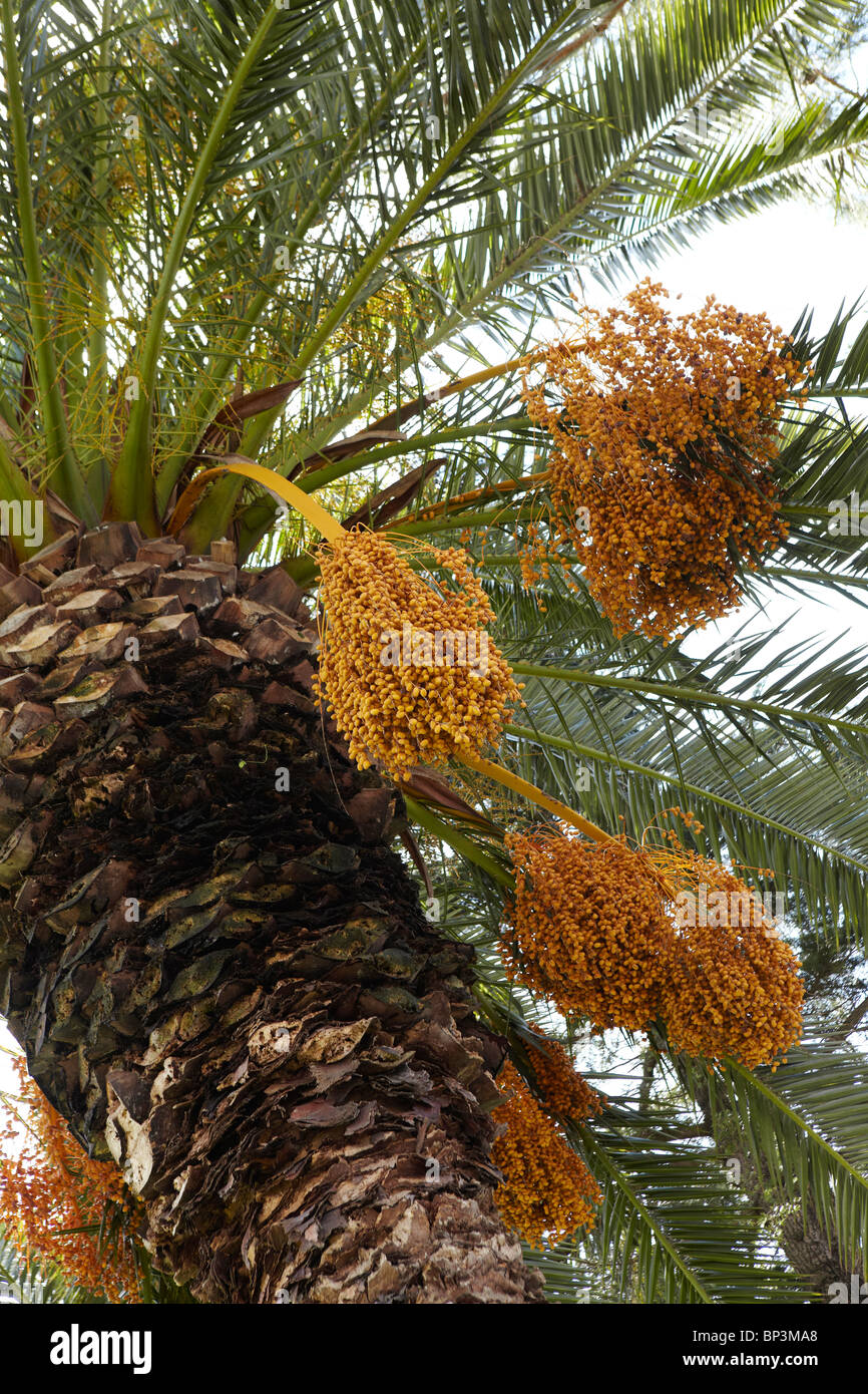 Pisa italy exotic travel hi-res stock photography and images - Alamy