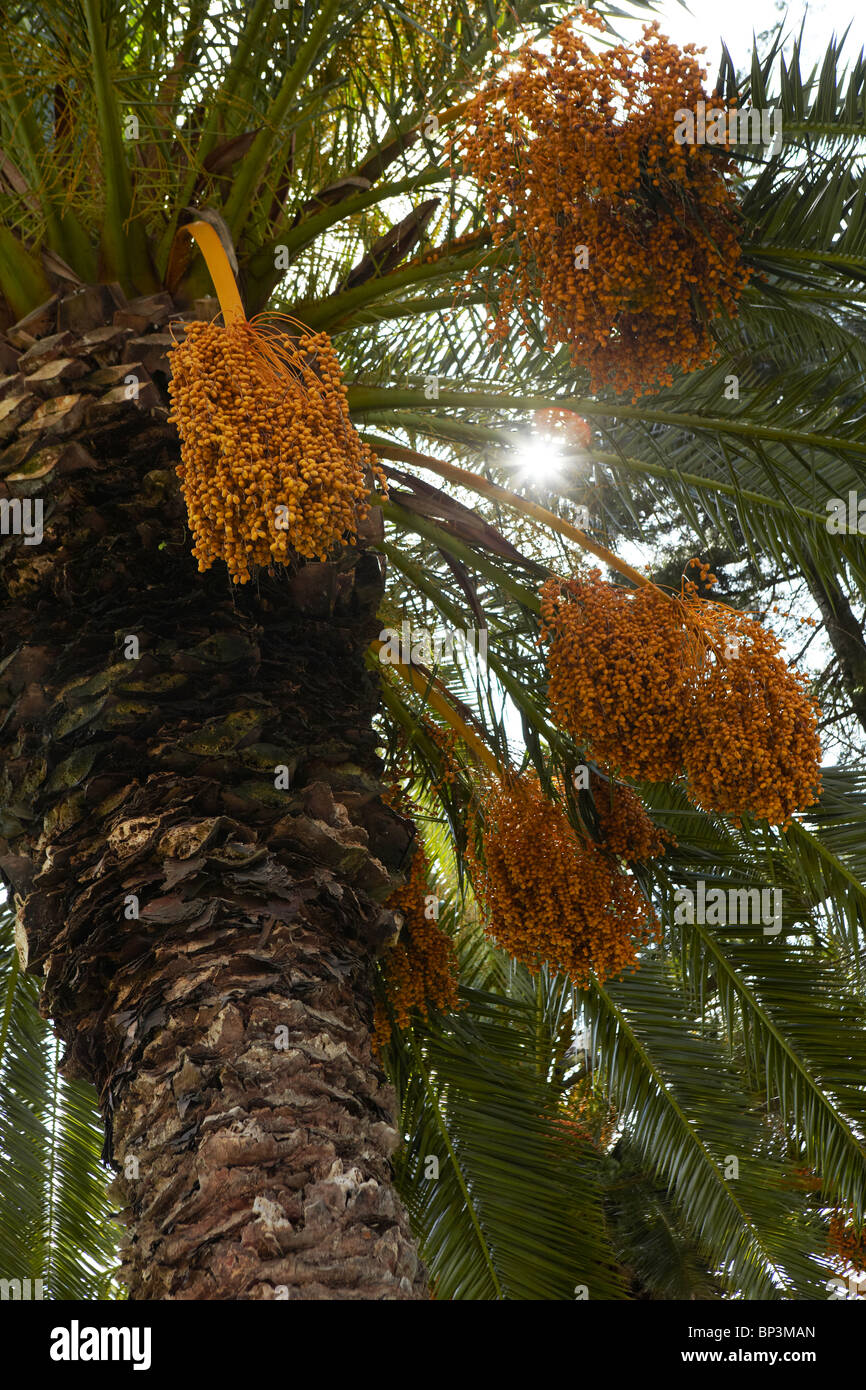 Looking up at a palm tree in Pisa, Italy Stock Photo - Alamy