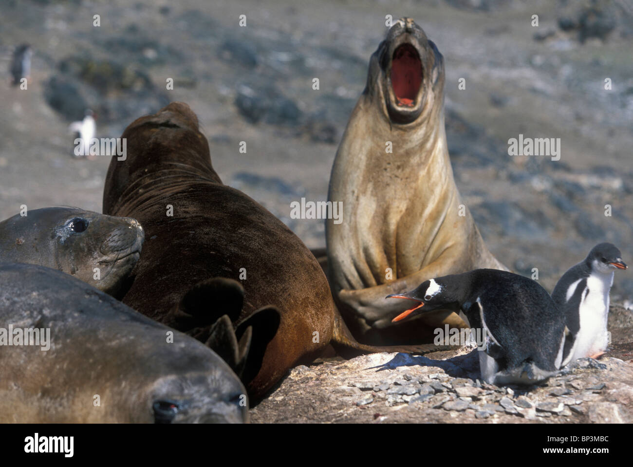Antarctica, Livingston Island, Hannah Point, Gentoo Penguin (Pygoscelis ... Antarctica, Livingston Island, Hannah Point, Gentoo Penguin (Pygoscelis ...