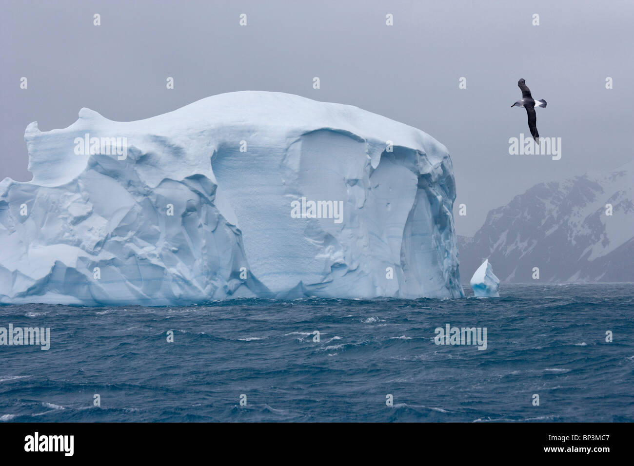 South Atlantic, South Georgia Island. Albatross flies past an iceberg ...