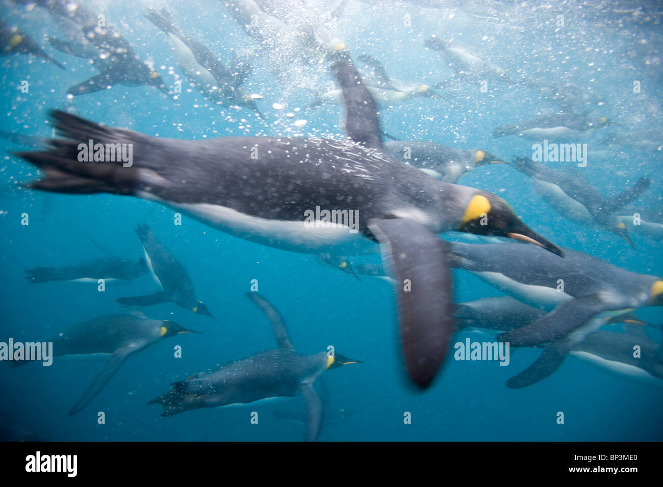 Penguin Underwater High Resolution Stock Photography and Images - Alamy