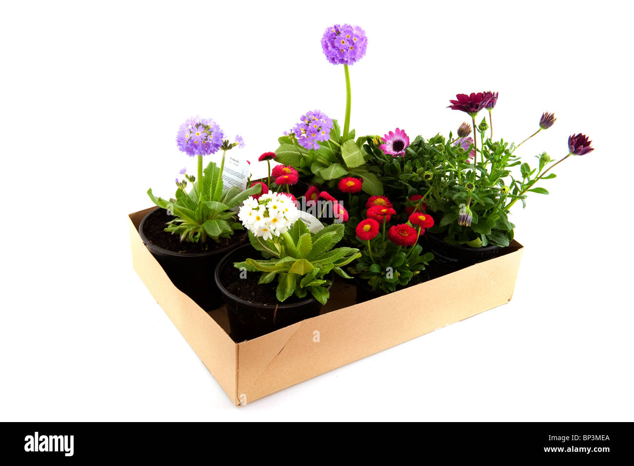 Bought plants hi-res stock photography and images - Alamy