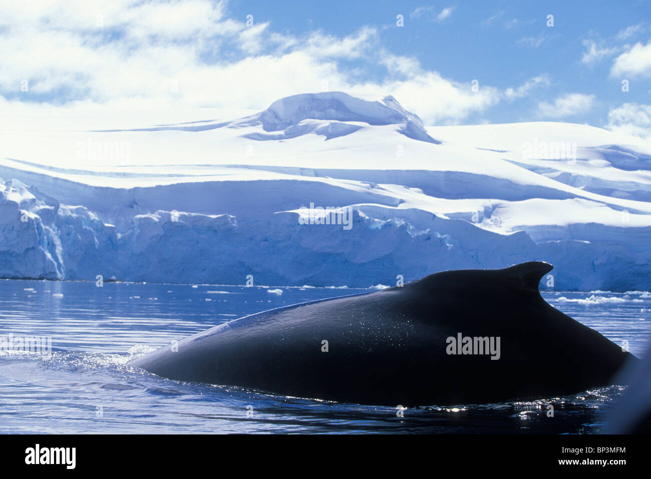 Antarctica, Anvers Island, Humpback Whale (Megaptera novaengliae) swims ...