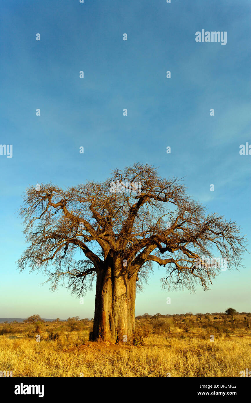 African baobab tree, Adansonia digitata, Tarangire National Park ...