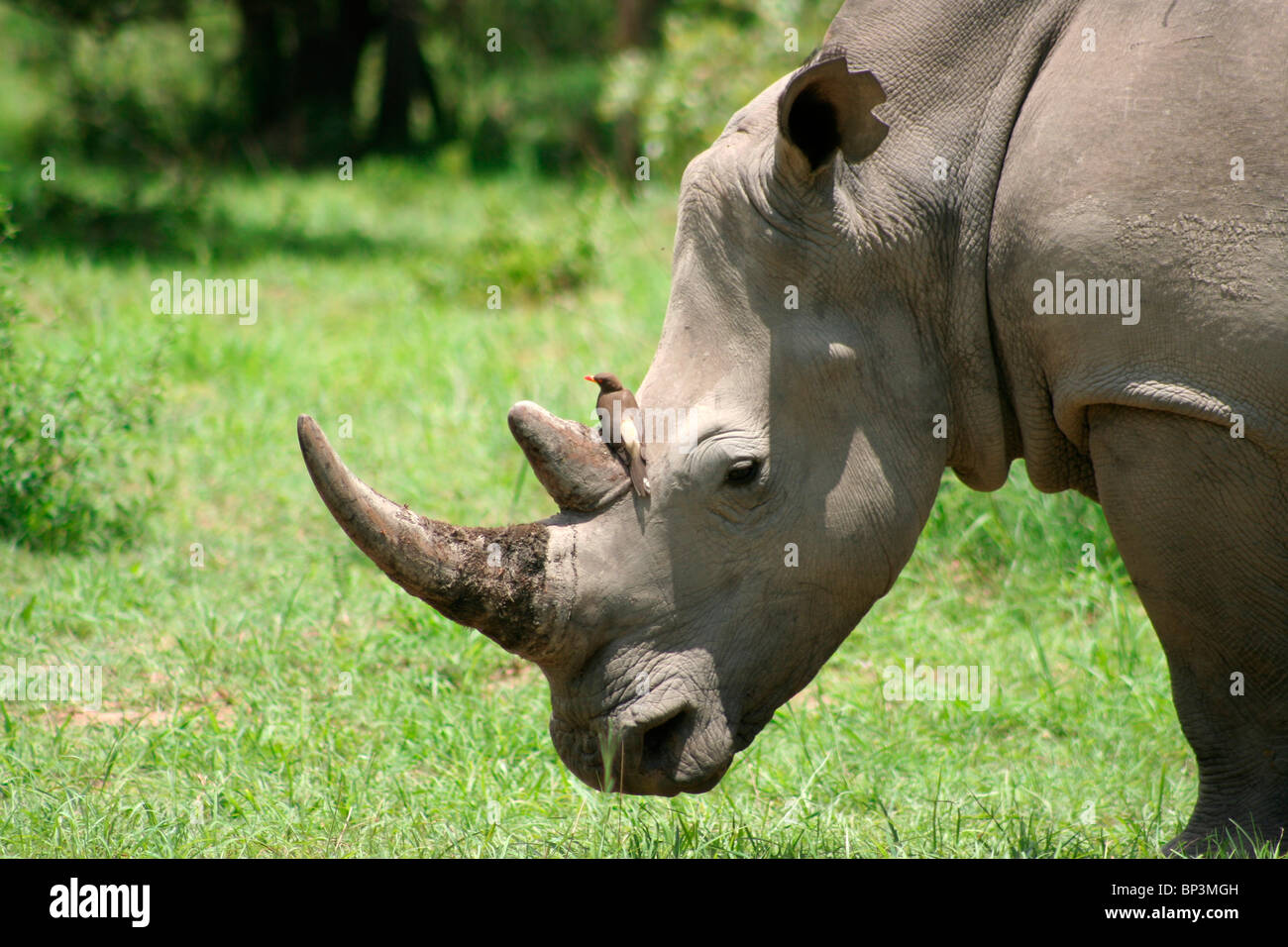 Matobo rhino hi-res stock photography and images - Alamy