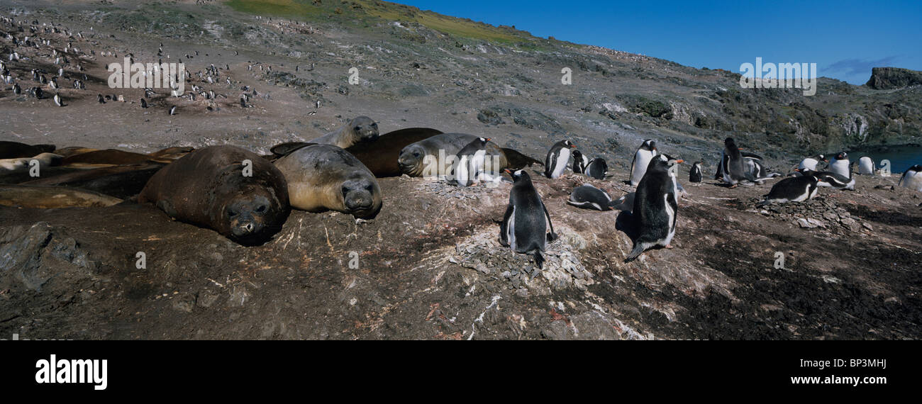 Antarctica, Livingston Island, Gentoo Penguins nesting beside Elephant ...