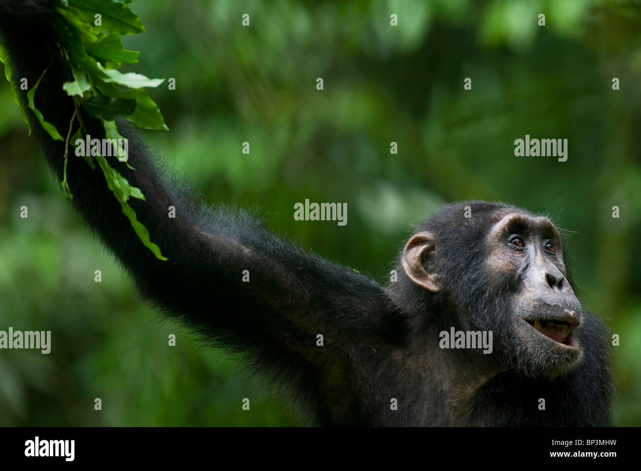 Africa, Uganda, Kibale Forest Reserve, Portrait of adult Chimpanzee ...