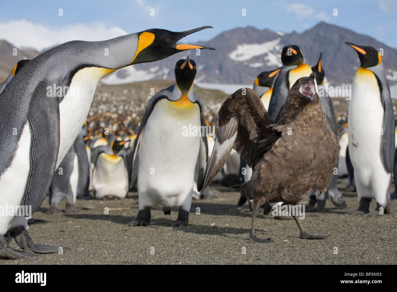 Emperor Penguin Size Comparison Emperor Penguins Height Habitat