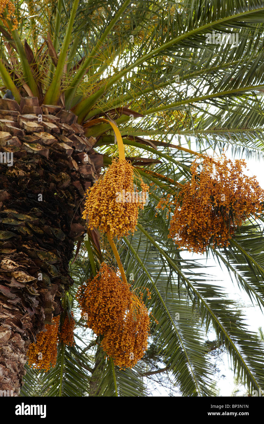 Pisa italy exotic travel hi-res stock photography and images - Alamy