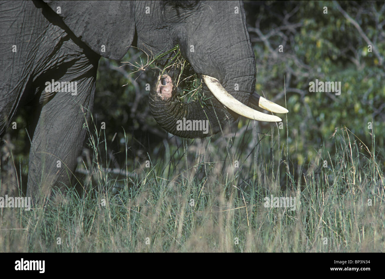 Elephant with injured severed trunk damaged by poachers wire snare ...