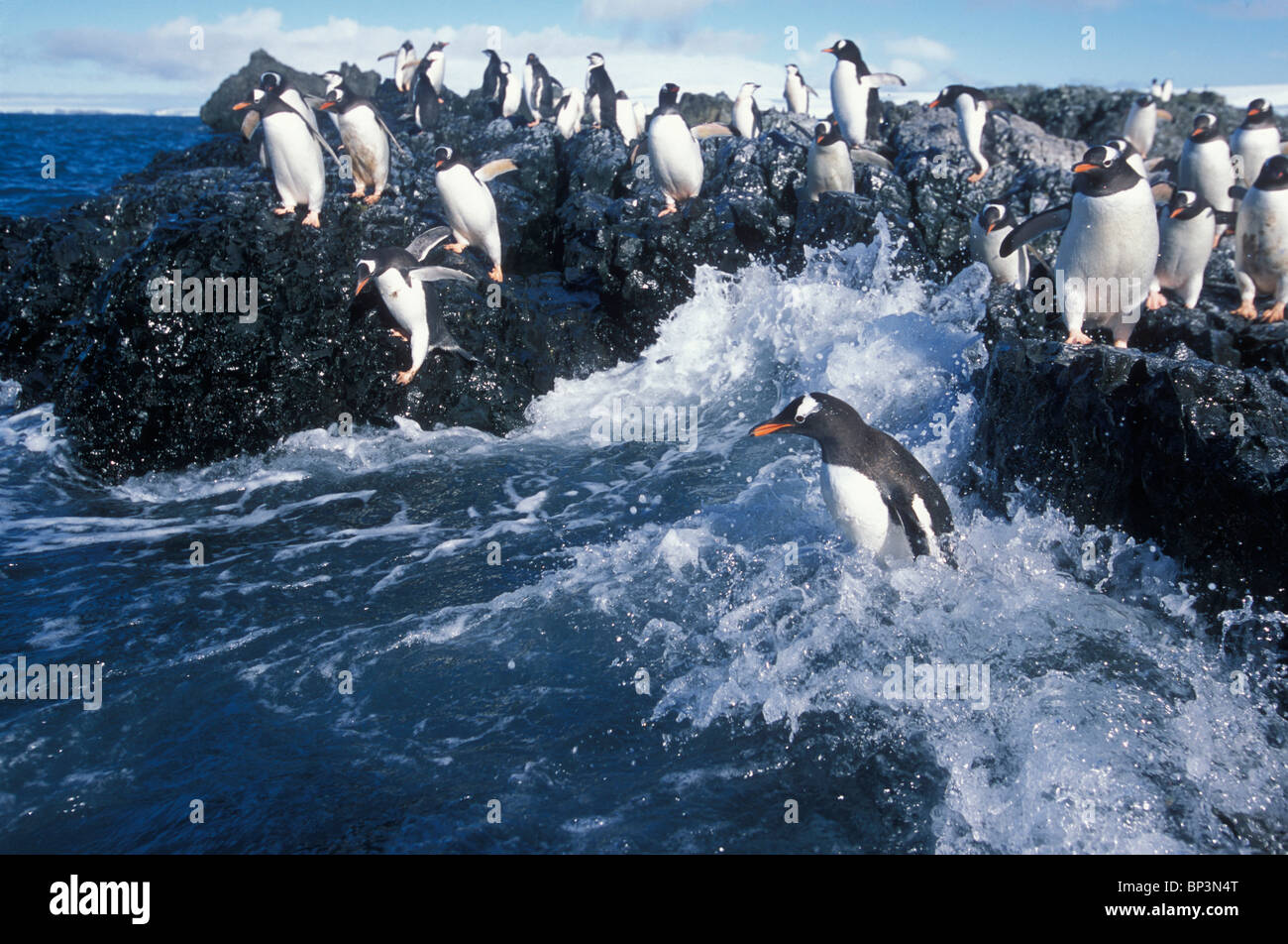 Antarctica, Livingston Island, Hannah Point, Gentoo penguins ... Antarctica, Livingston Island, Hannah Point, Gentoo penguins ...
