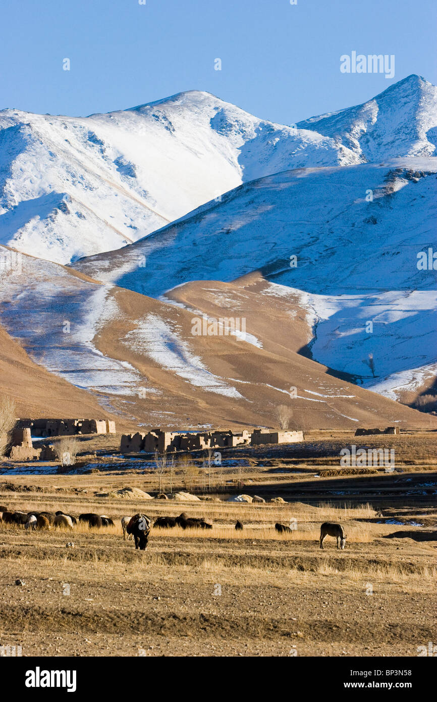 Shibar hi-res stock photography and images - Alamy